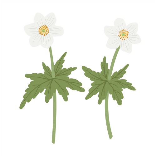 Anemone Vector Images (over 9,100)