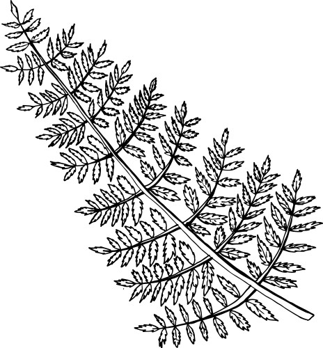 Fern Outline Vector Images (over 1,800)