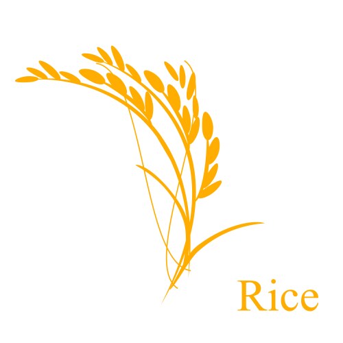Rice plant 3d realistic icon Royalty Free Vector Image