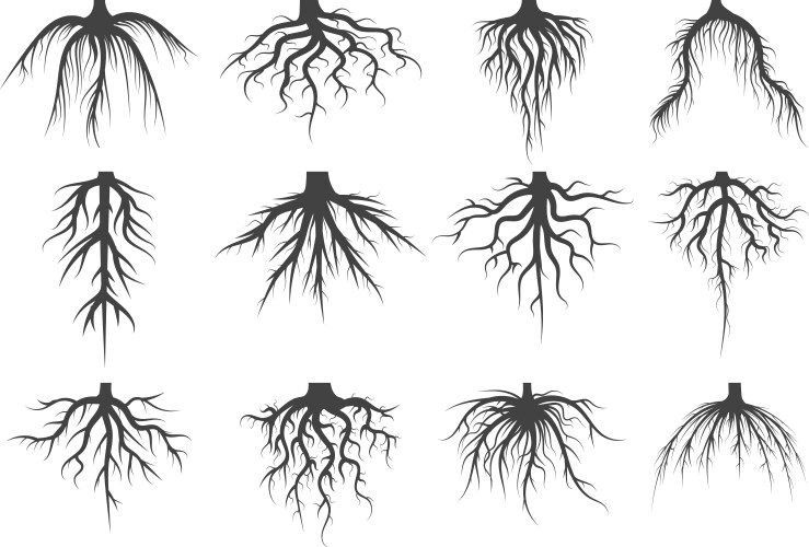 Tree Roots Black and White Vector Images (over 2,900)