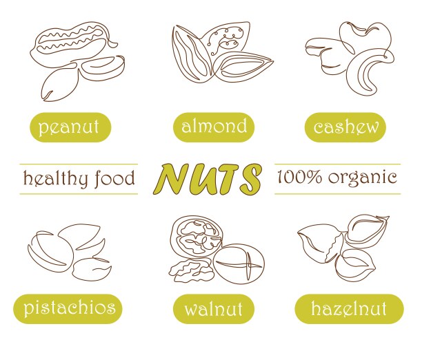 Nuts Flyer Vector Images (over 700)
