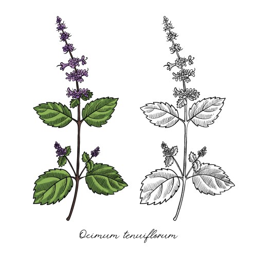 Tulsi Plant Vector Images (over 180)