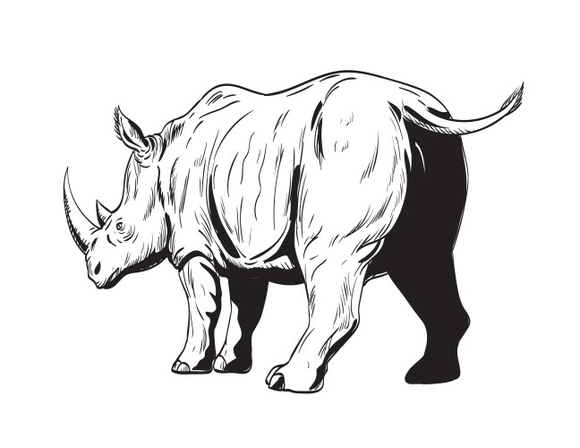 Angry charging rhino Royalty Free Vector Image