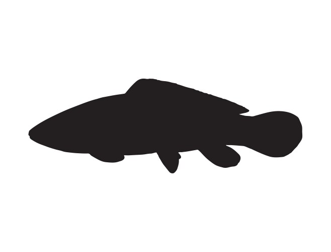Bowfin fish silhouette art Royalty Free Vector Image
