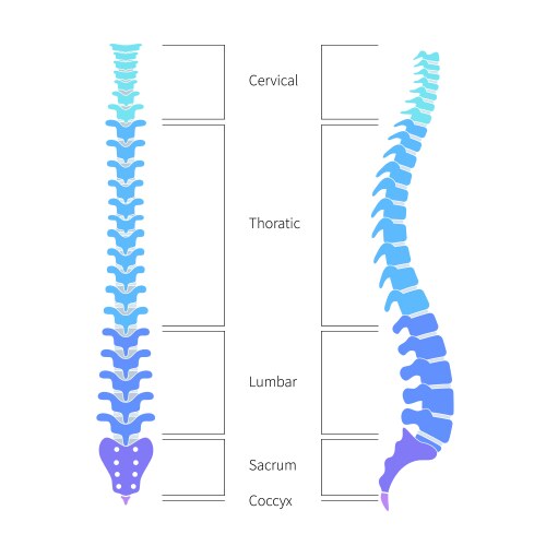 Human spine with name and description Royalty Free Vector