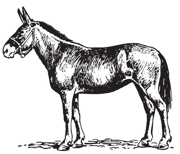 Donkey stylized drawing Royalty Free Vector Image