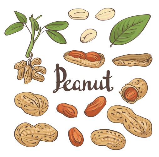 Groundnut Vector Images (over 2,300)