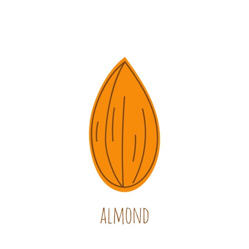 Drawing almond Royalty Free Vector Image - VectorStock