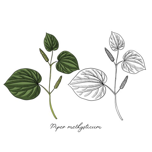 Kava Vector Images (over 110)