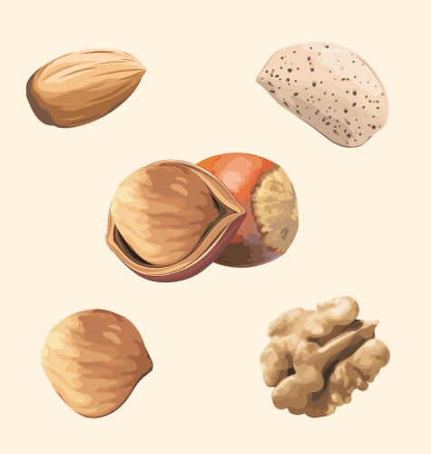Nuts Vector Images (over 85,000)