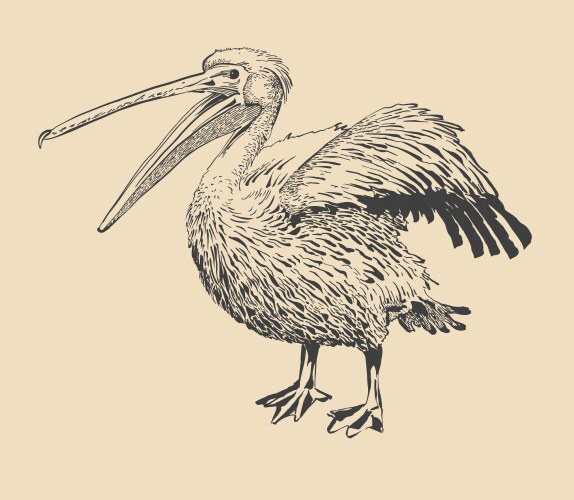 Pelican Vector Images (over 5,600)
