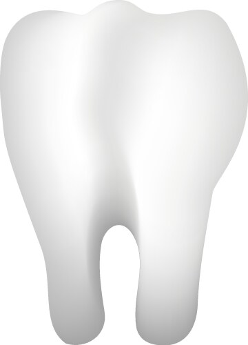 Tooth with gum 3d Royalty Free Vector Image - VectorStock