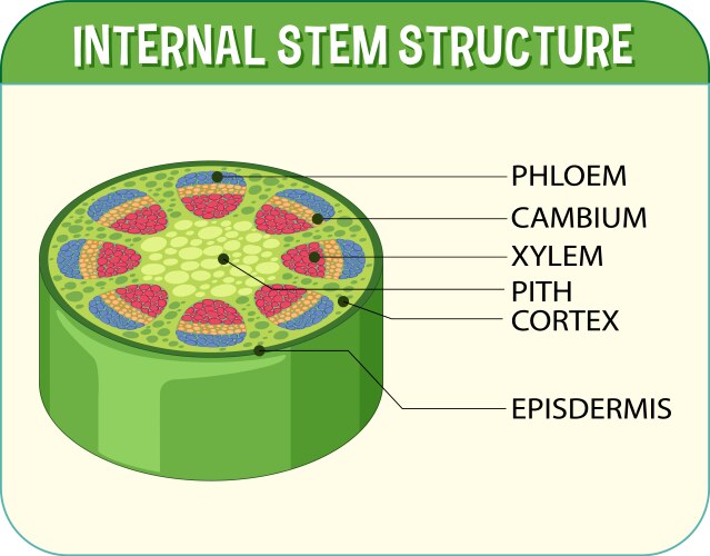 Collagen structure infographics Royalty Free Vector Image