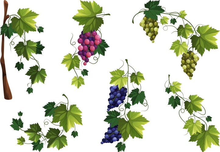 Grape vines Royalty Free Vector Image - VectorStock
