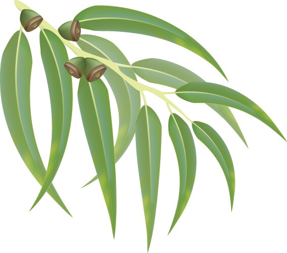 Eucalyptus Vector Images (over 20,000)
