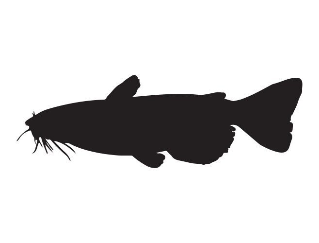 Common ling silhouette Royalty Free Vector Image