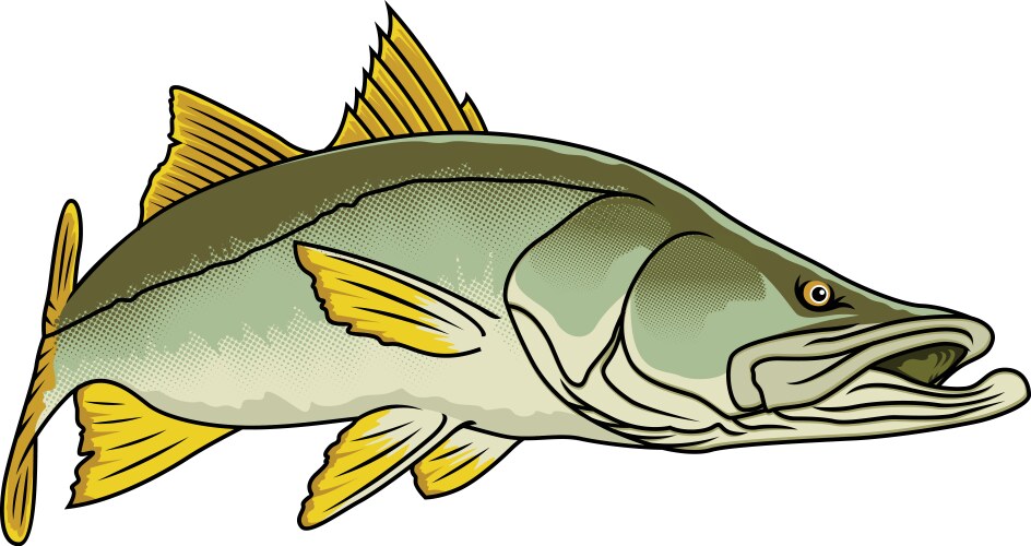 Snook Clipart Common Snook Snook Fish PNG Transparent Images Free