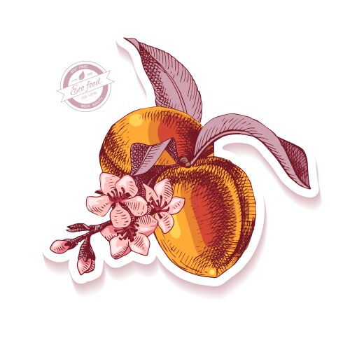 Hand Drawn Peach Vector Images (over 4,300)