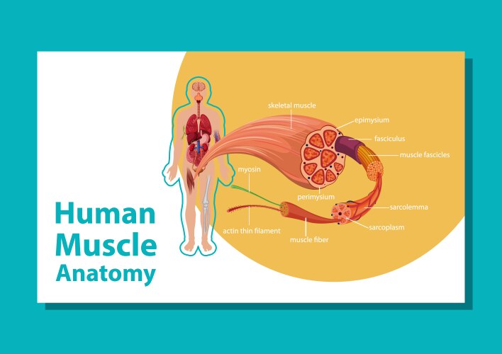 Cartoon human body parts composition Royalty Free Vector