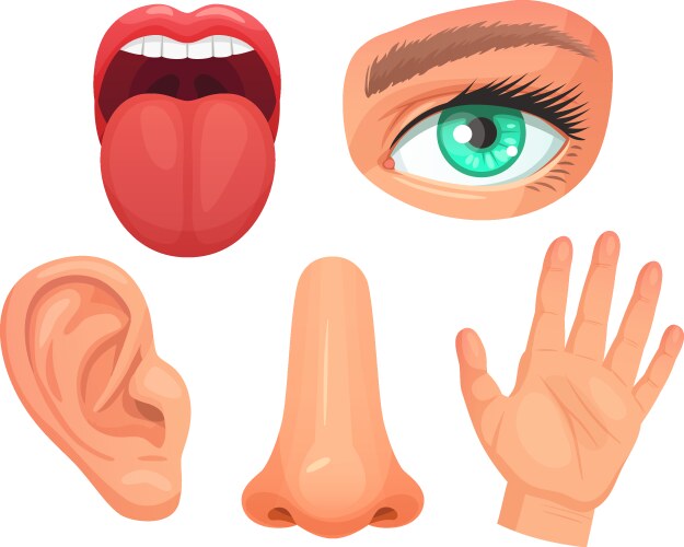 Face with Five Senses Cartoon Vector Images (over 220)