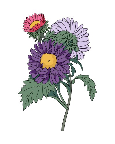 Aster september birth month flower outline Vector Image
