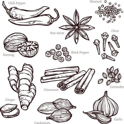 Allspice set Royalty Free Vector Image - VectorStock
