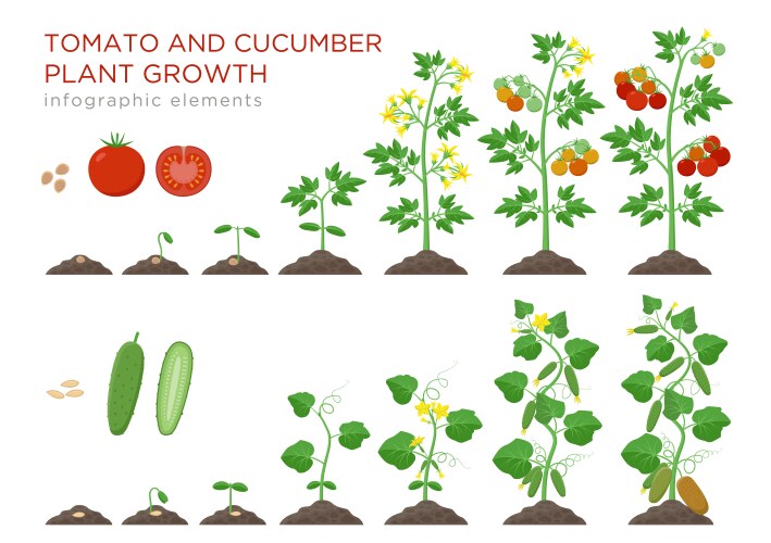 Tomato Plant Life Cycle For Kids 238 Life Cycle Tomato Plant Stock