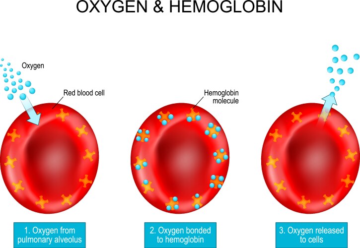 Hemoglobin into a red blood cell Royalty Free Vector Image