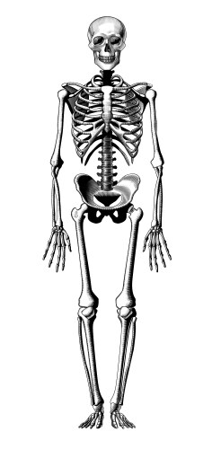 Human skeleton Royalty Free Vector Image - VectorStock