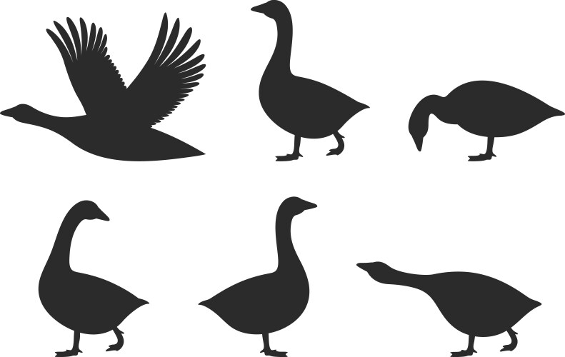 Duck Royalty Free Vector Image - VectorStock