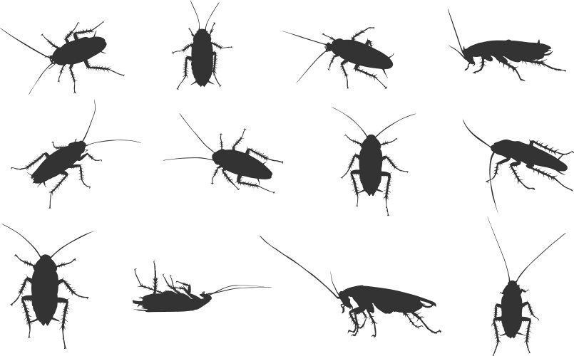 Cockroach Vector Images (over 9,800)