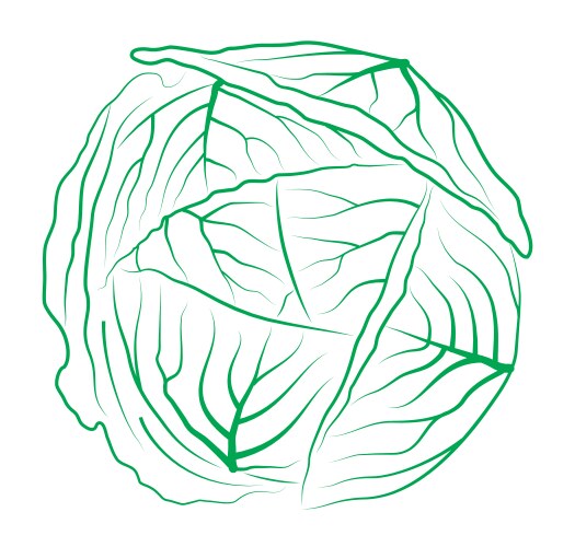 Red cabbage cut Royalty Free Vector Image - VectorStock