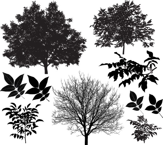 Walnut Vector Images (over 11,000)