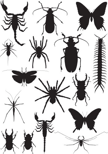 Insect Vector Images (over 240,000)