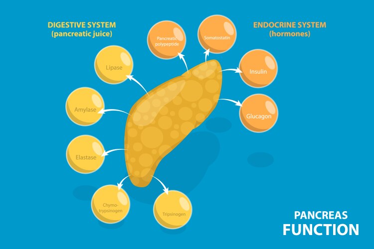 Function of the pancreas Vector Images & Graphics for Commercial Use ...