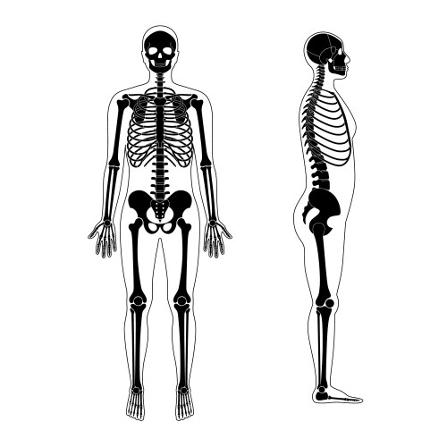 Human Skeleton Anatomy Diagram Royalty Free Vector Image