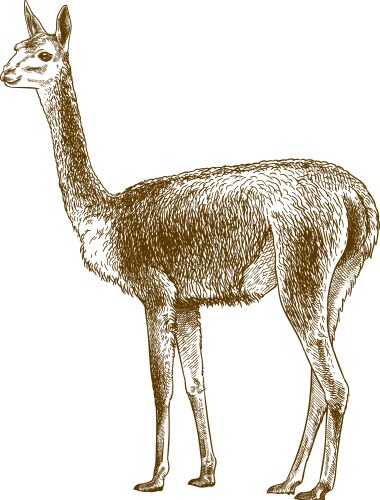 Vicuna cute cartoon animal Royalty Free Vector Image