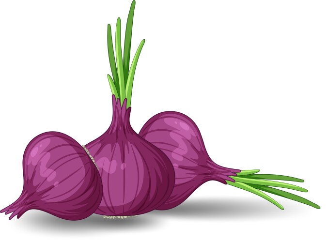 Red shallot and onion Royalty Free Vector Image