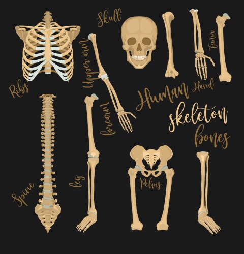 Human humerus bone Royalty Free Vector Image - VectorStock