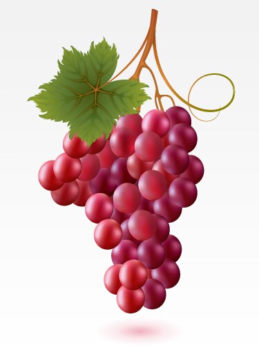 Bunch grapes Royalty Free Vector Image - VectorStock