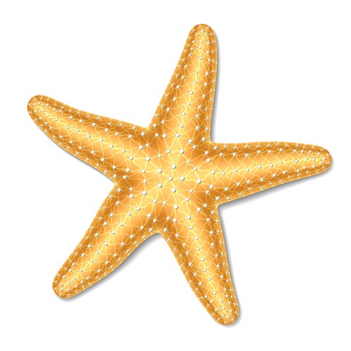 Starfish Vector Images (over 46,000)