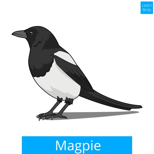 Magpie Vector Images (over 1,400)
