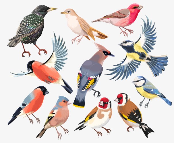 Birds Royalty Free Vector Image - VectorStock