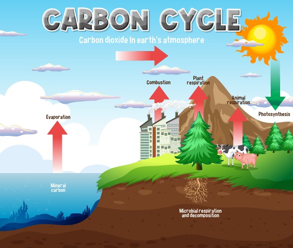 Carbon cycle Royalty Free Vector Image - VectorStock