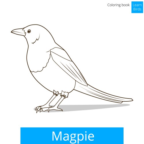Magpie Vector Images (over 1,400)