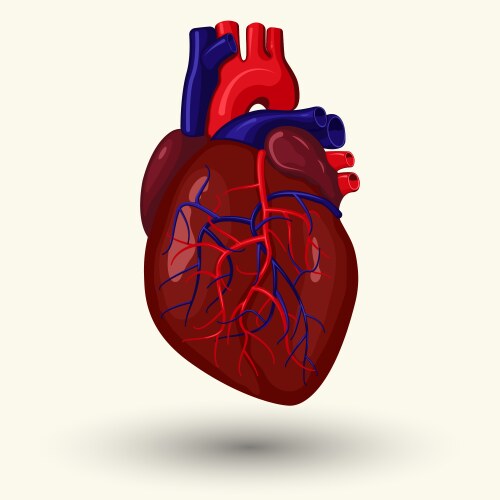 Cartoon Human Heart Vector Images (over 20,000)