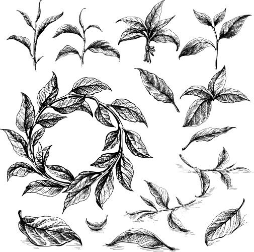 Tea branch floral seamless pattern leaves Vector Image