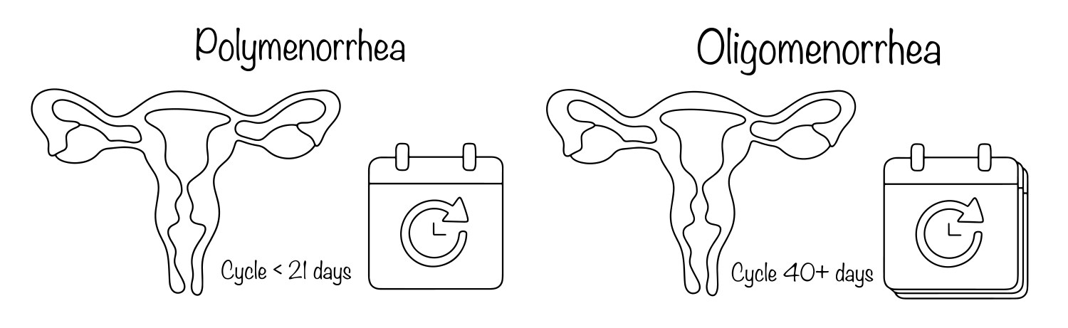Menstrual Cycle Hormones Vector Images (over 900)