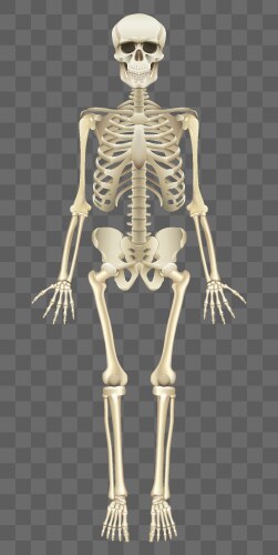 Nose anatomy isolated Royalty Free Vector Image