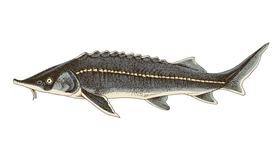 Sterlet or sturgeon fresh water fish Royalty Free Vector